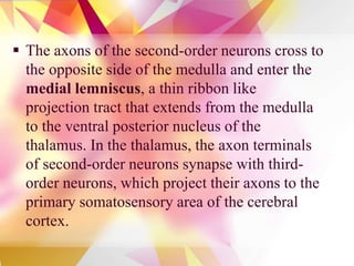 Functions and ascending tract of spinal cord | PPTX