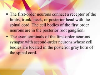 Functions and ascending tract of spinal cord | PPTX