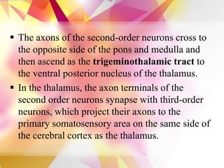 Functions and ascending tract of spinal cord | PPTX