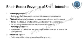 Functions and Disorders of Small Intestine | PDF