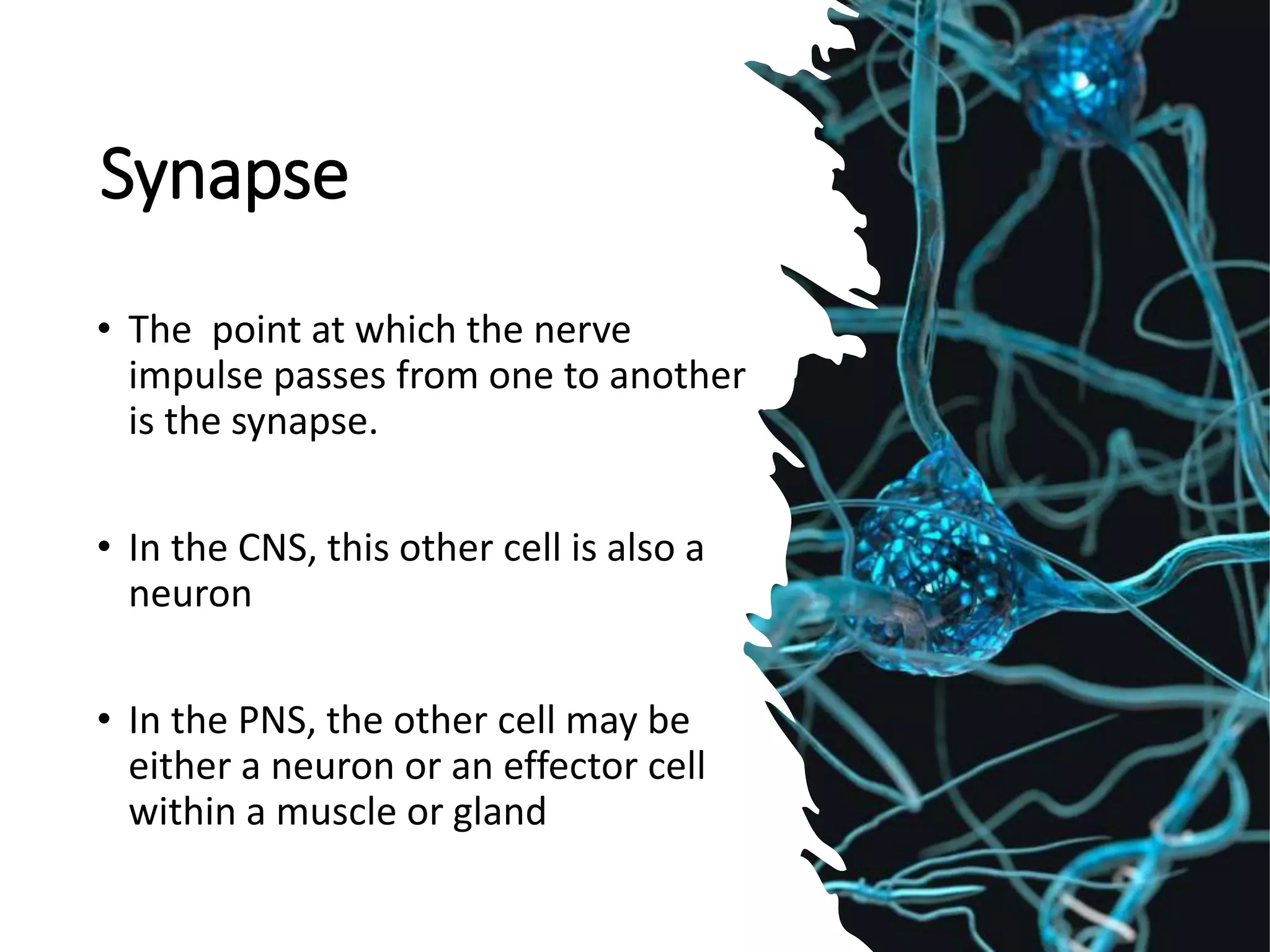 Functions and properties of synapse, reflex | PPTX