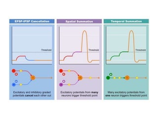 Functions and properties of synapse, reflex | PPTX