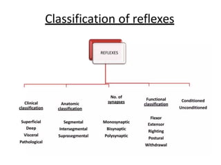 Functions and properties of synapse, reflex | PPTX