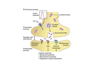 Functions and properties of synapse, reflex | PPTX