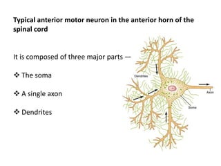 Functions and properties of synapse, reflex | PPTX