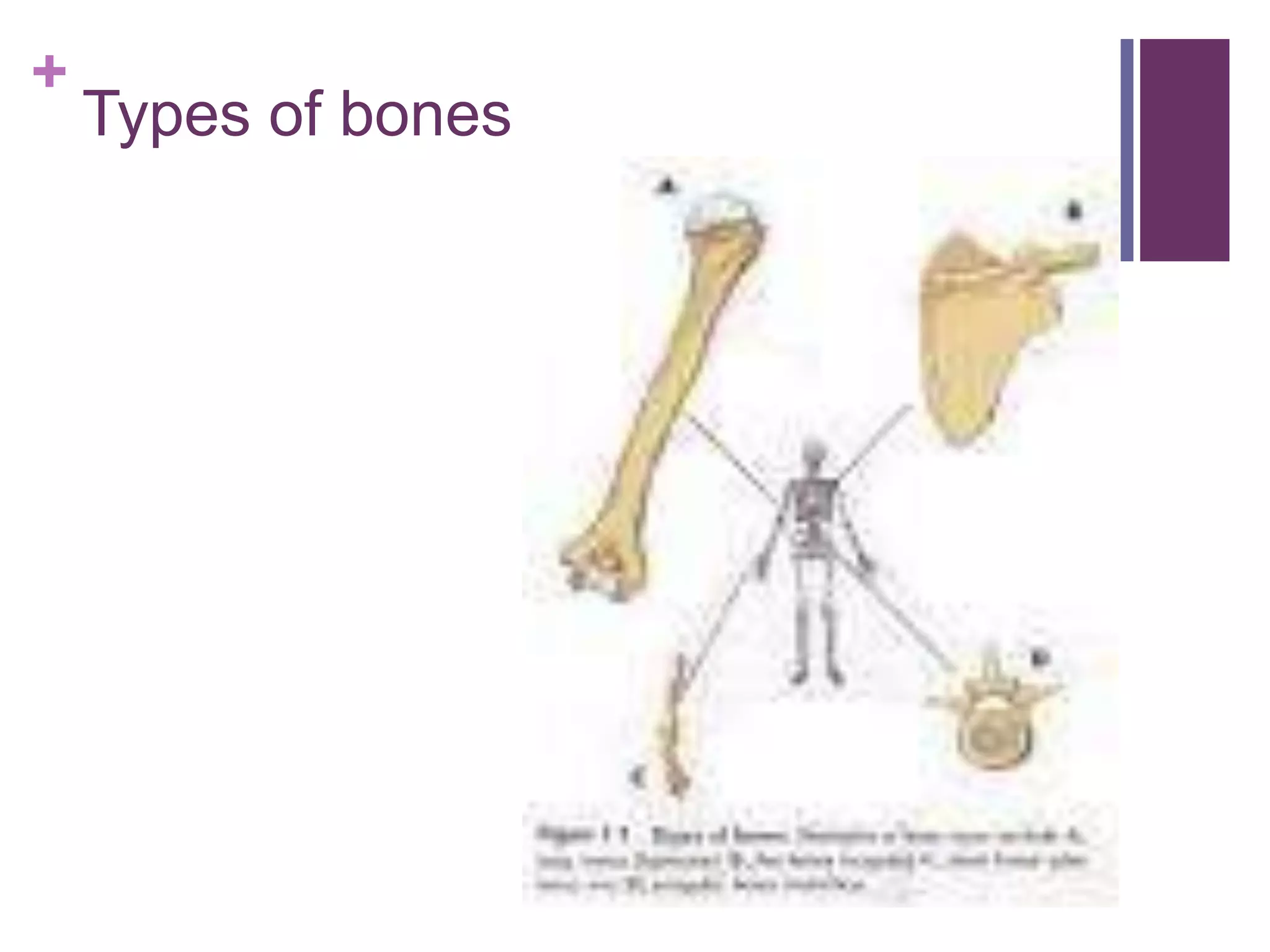 Functions and types of bones | PPTX