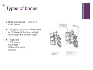 Functions and types of bones | PPTX