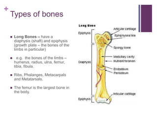 Functions and types of bones | PPTX