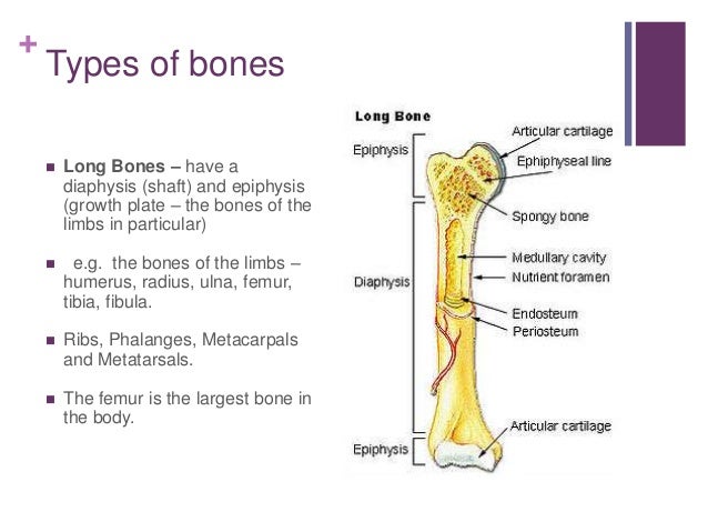 Functions And Types Of Bones Functions And Types Of Bones