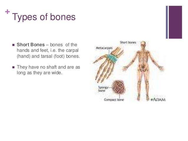 Functions and types of bones