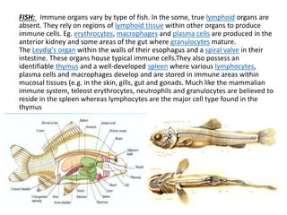 Functions, comparative structures and congenital defects | PPT