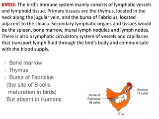 Functions, comparative structures and congenital defects | PPT
