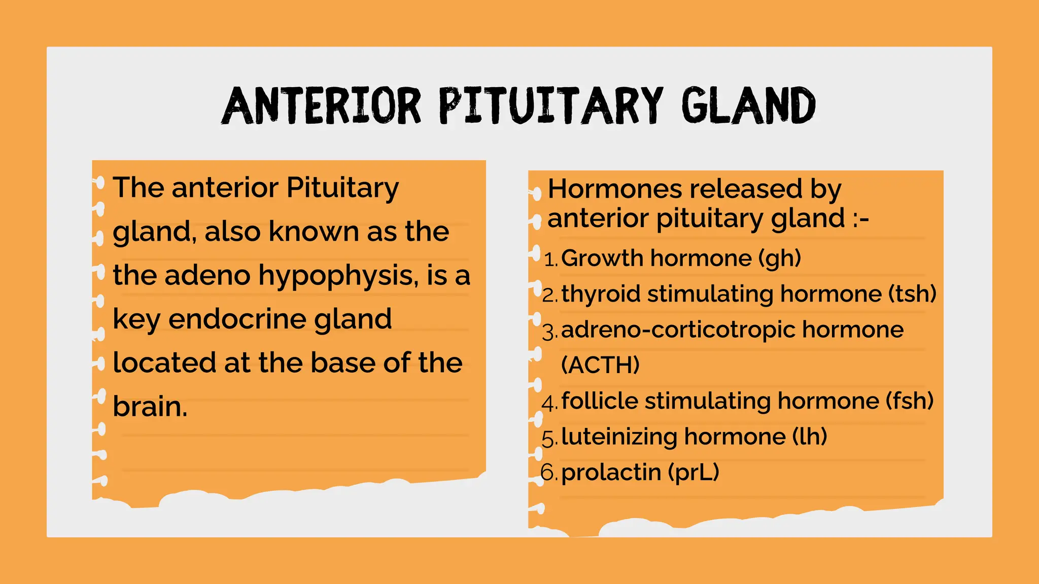 functions & hormones of pituitary & pineal gland- Nikhita Bikkad.pdf
