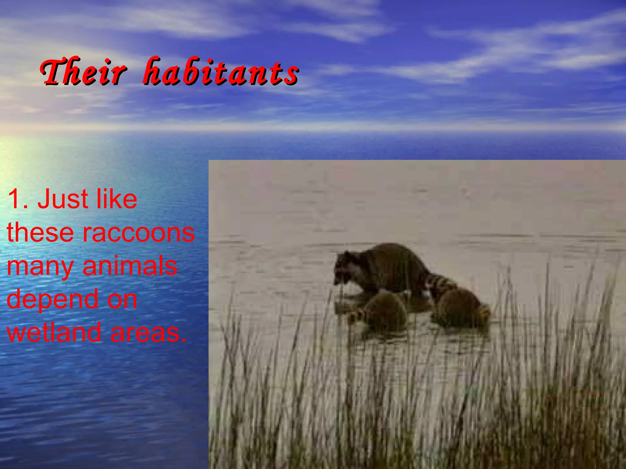 Functions of Wetlands by Jacob | PPT