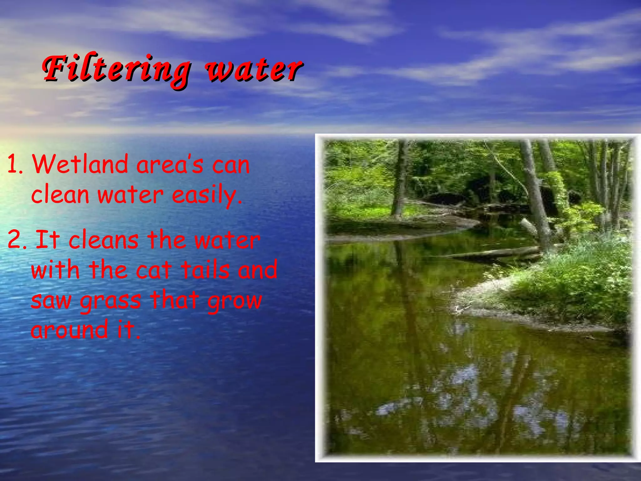 Functions of Wetlands by Jacob | PPT