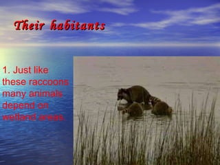 Functions of Wetlands by Jacob | PPT