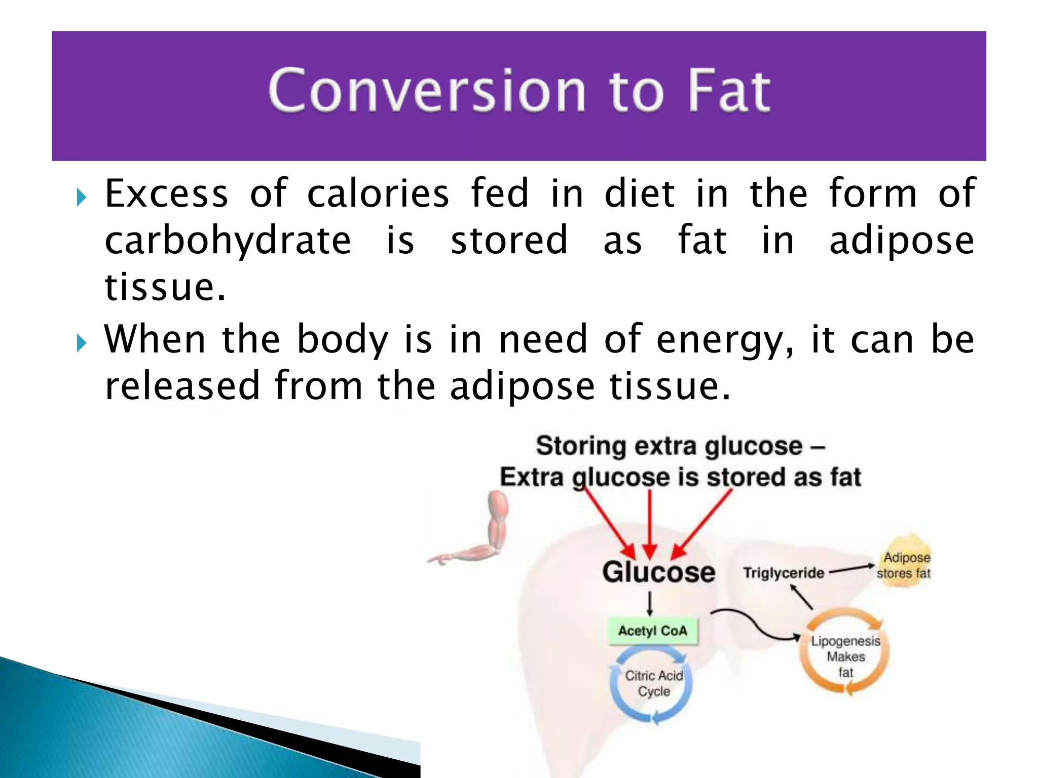 Functions of carbohydrates | PPTX