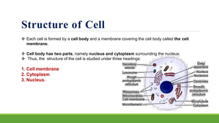 Functions of cell organells nursery | PPTX