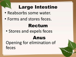 Functions of Digestive System.pptx