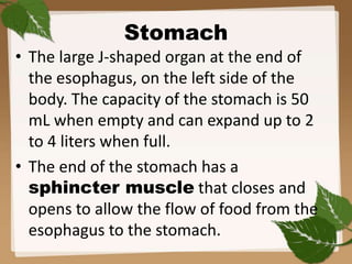 Functions of Digestive System.pptx