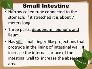 Functions of Digestive System.pptx