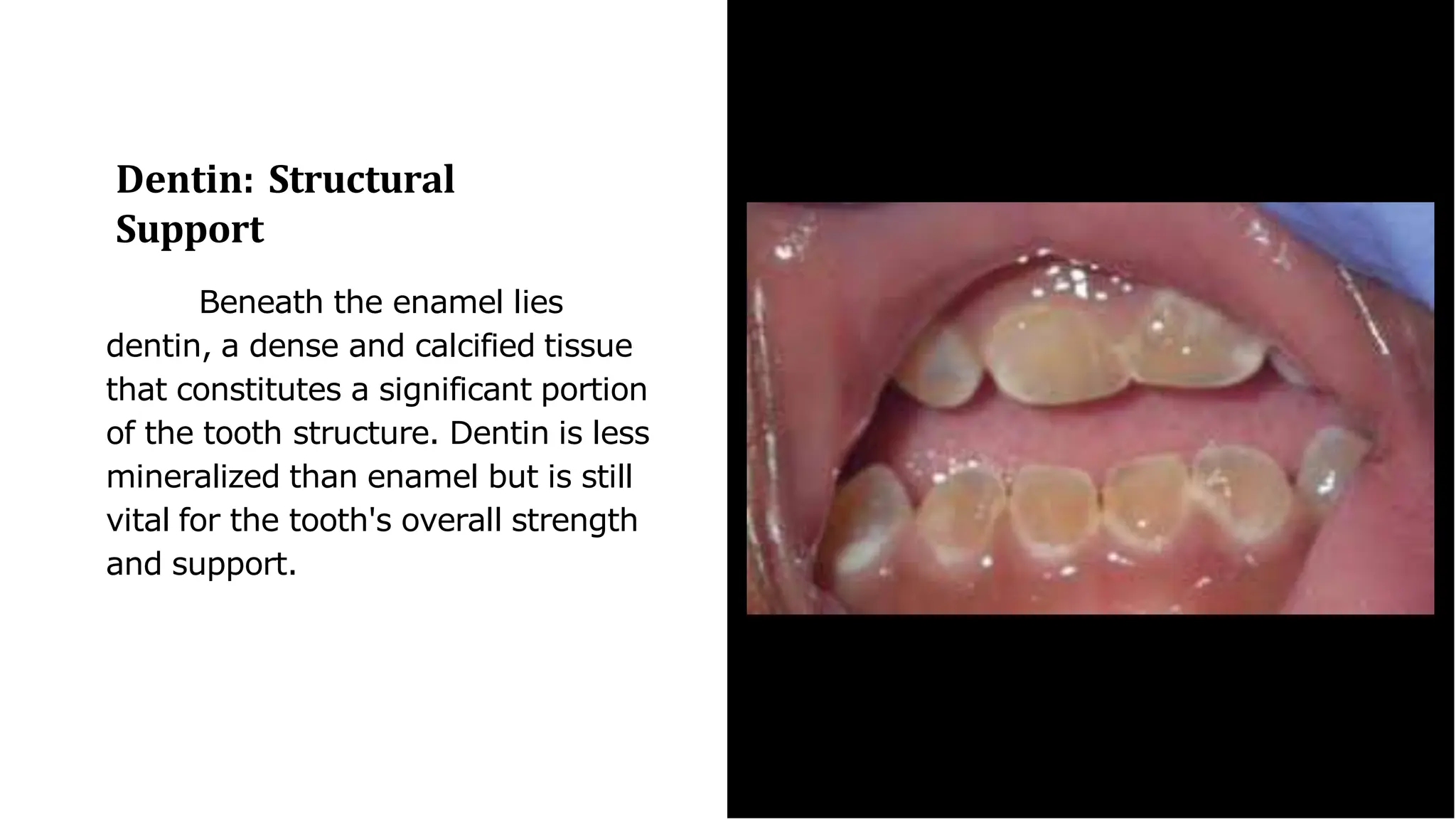 functions of each teeth layer dentestry.pptx