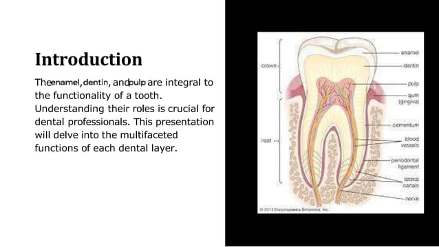 functions of each teeth layer dentestry.pptx