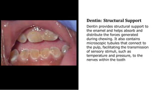 functions of each teeth layer dentestry.pptx
