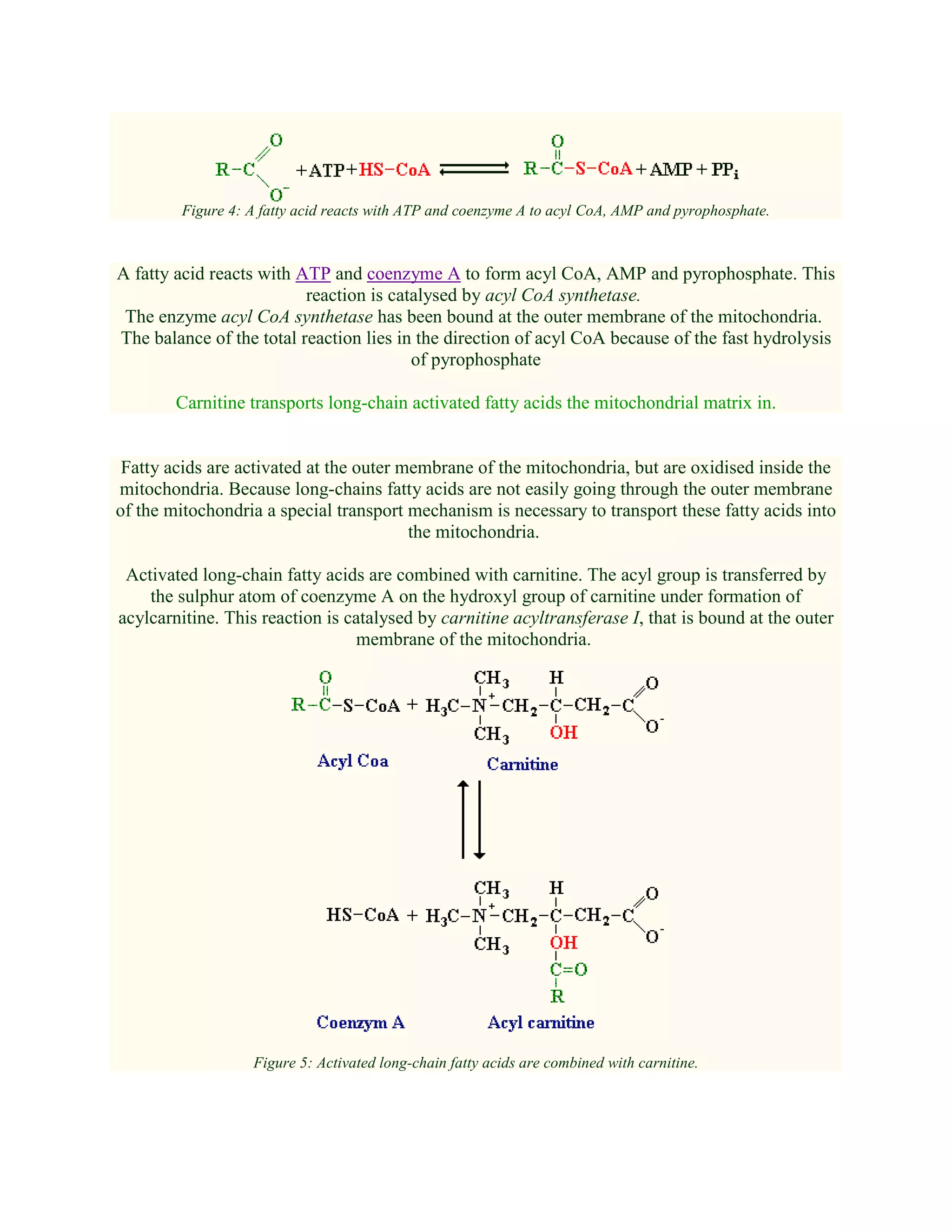 Functions of fatty acids | DOCX