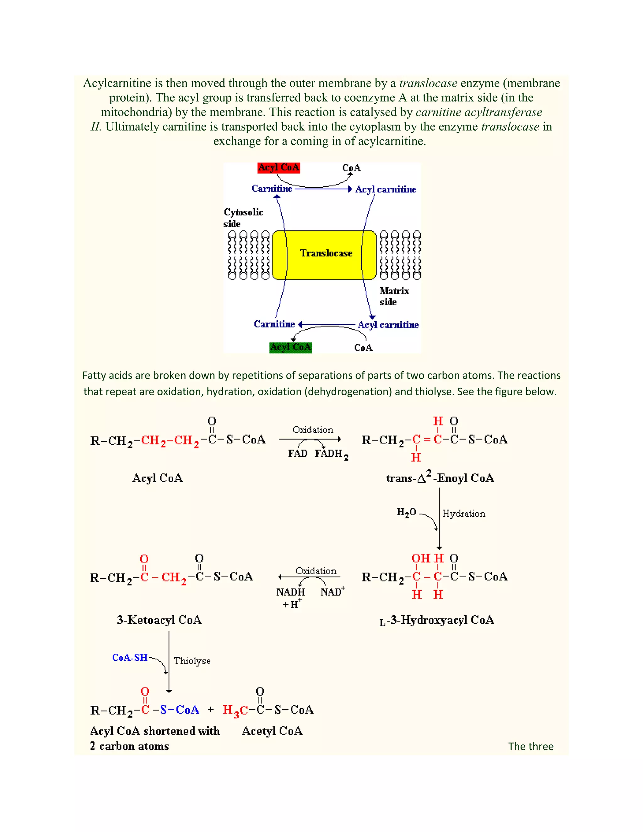 Functions of fatty acids | DOCX