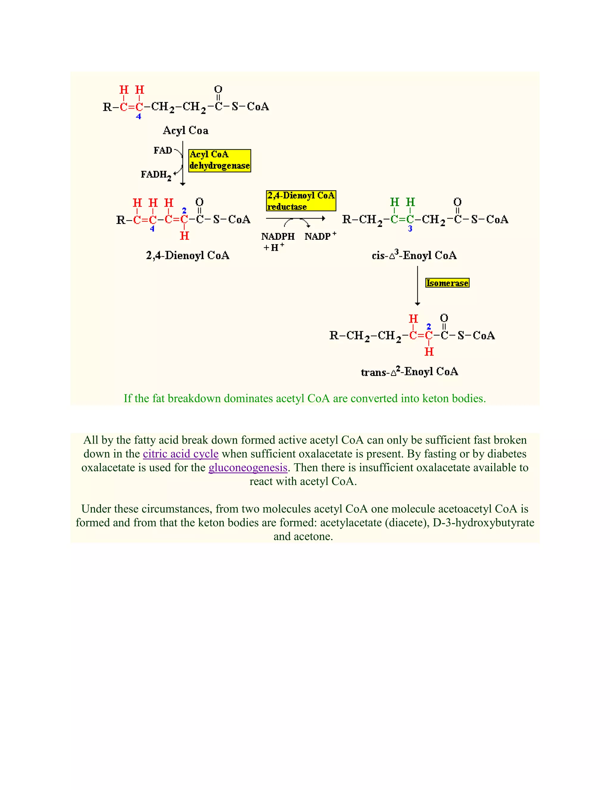 Functions of fatty acids | DOCX