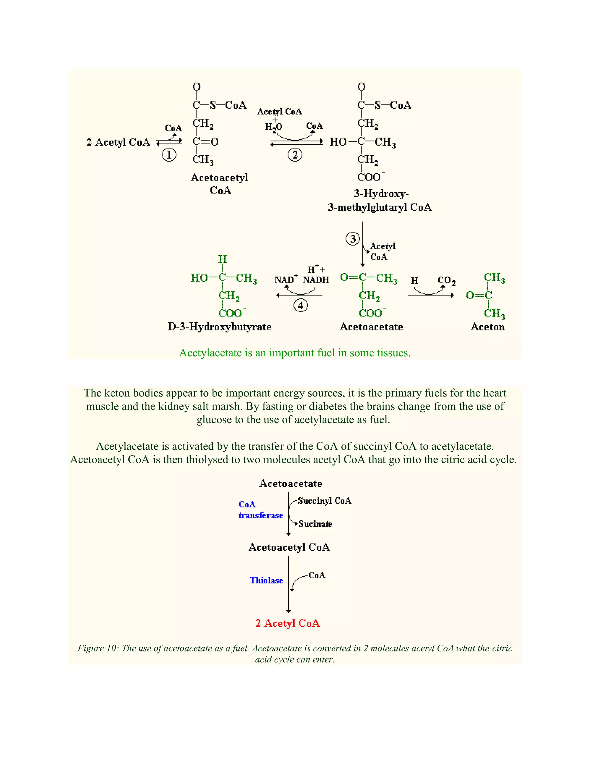Functions of fatty acids | DOCX