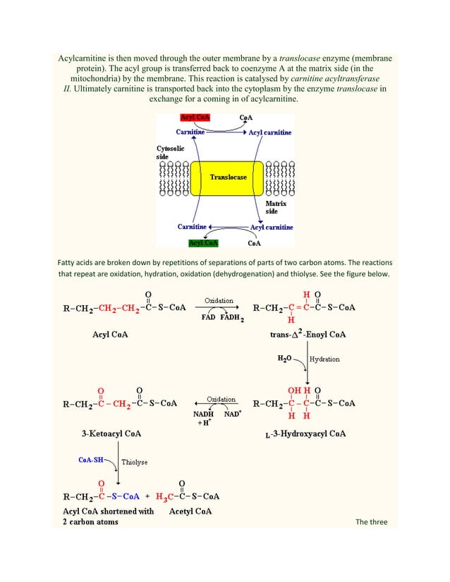 Functions of fatty acids | DOCX