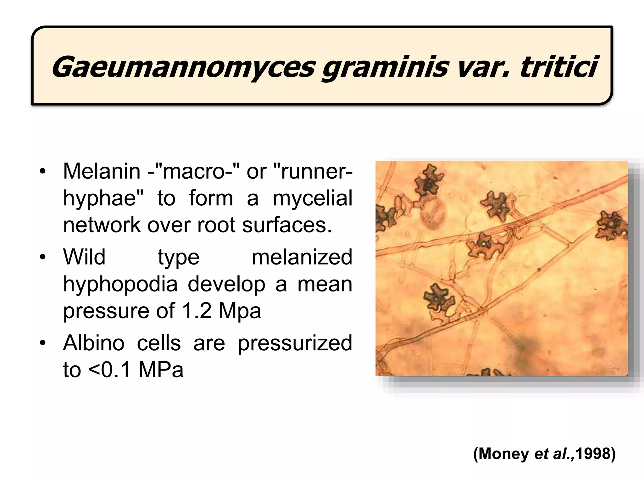 Functions of fungal melanin beyond virulence | PPTX