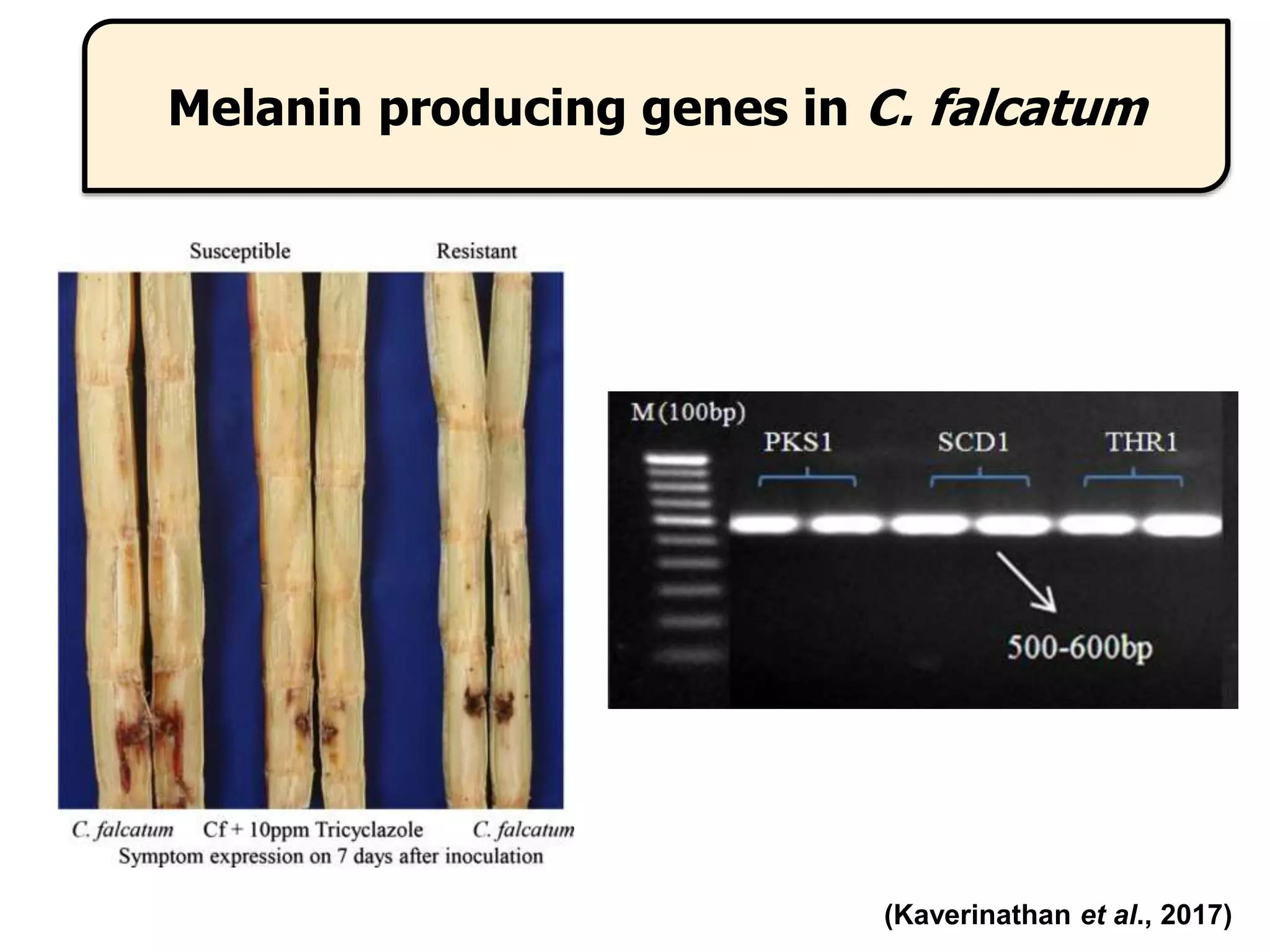 Functions of fungal melanin beyond virulence | PPTX