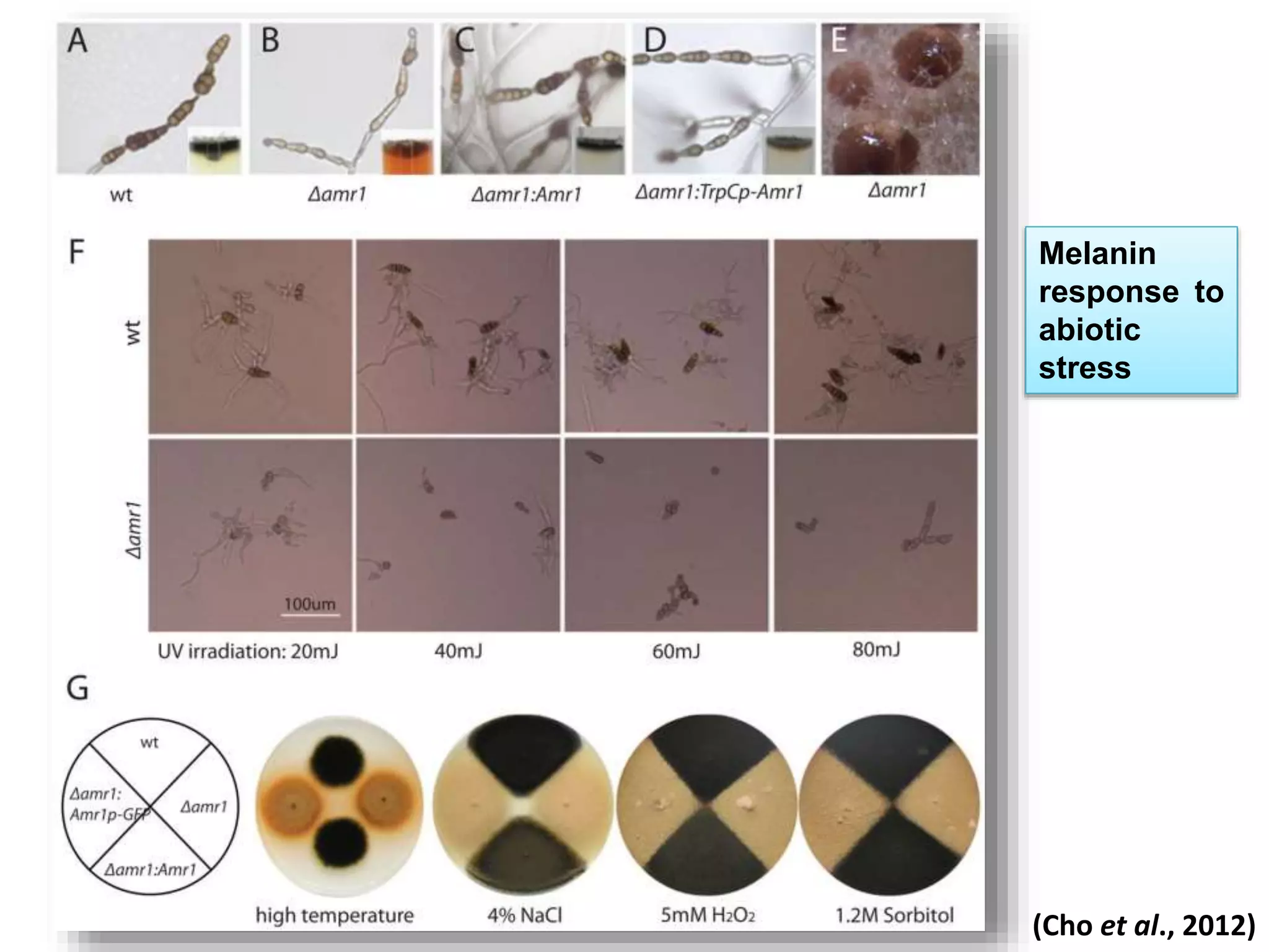Functions of fungal melanin beyond virulence | PPTX