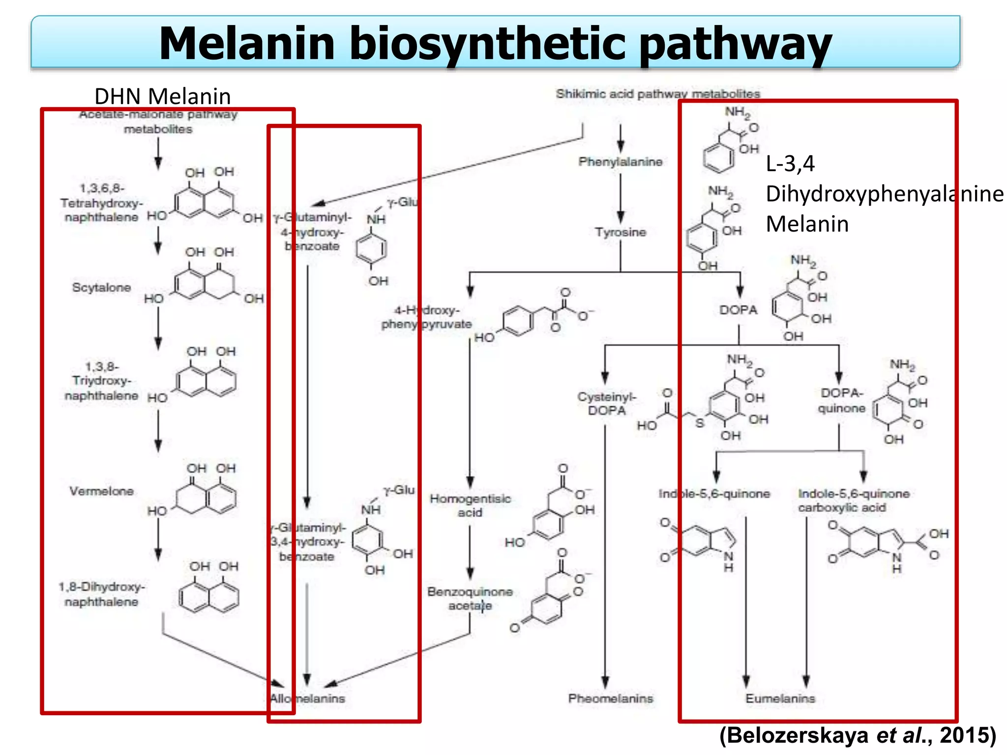 Functions of fungal melanin beyond virulence | PPTX