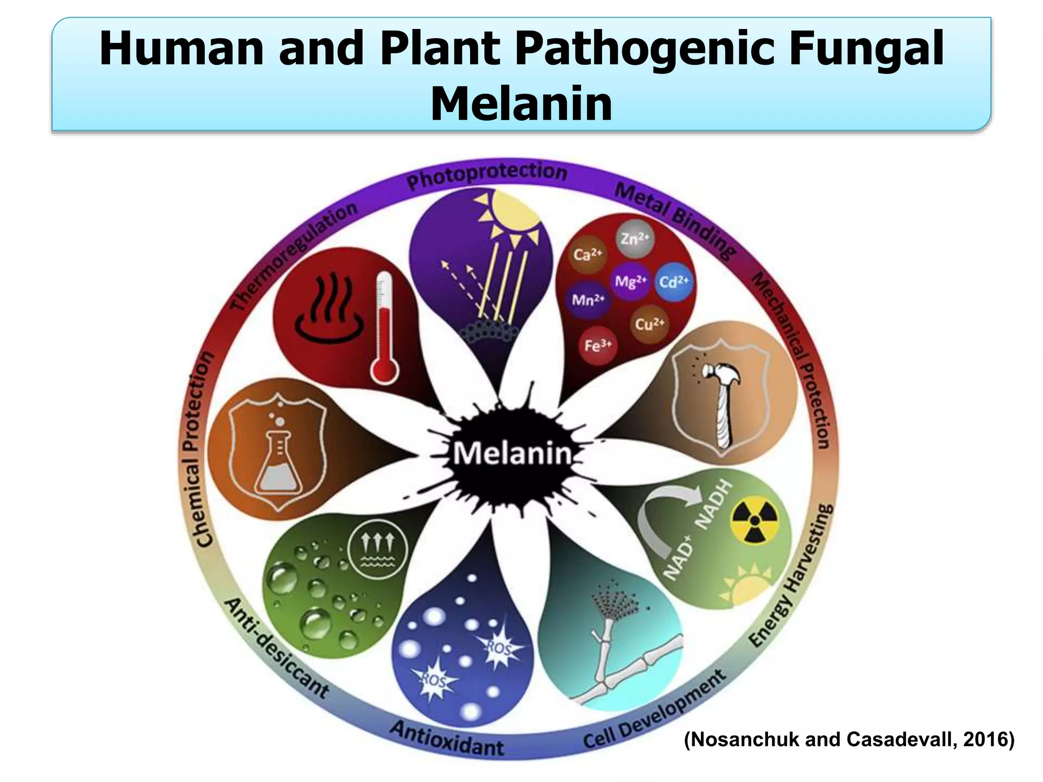 Functions of fungal melanin beyond virulence | PPTX