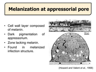 Functions of fungal melanin beyond virulence | PPTX