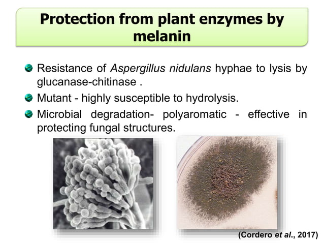 Functions of fungal melanin beyond virulence | PPTX | Skin and ...