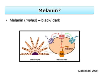 Functions of fungal melanin beyond virulence | PPTX