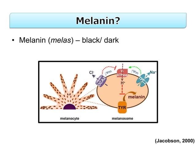 Functions of fungal melanin beyond virulence | PPTX | Skin and ...