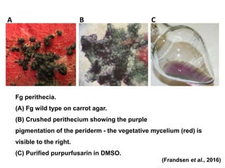 Functions of fungal melanin beyond virulence | PPTX