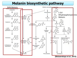 Functions of fungal melanin beyond virulence | PPTX
