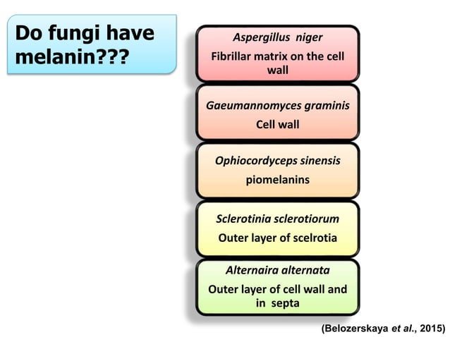 Functions of fungal melanin beyond virulence | PPTX | Skin and ...