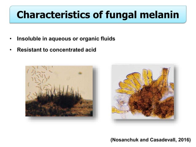 Functions of fungal melanin beyond virulence | PPTX | Skin and ...