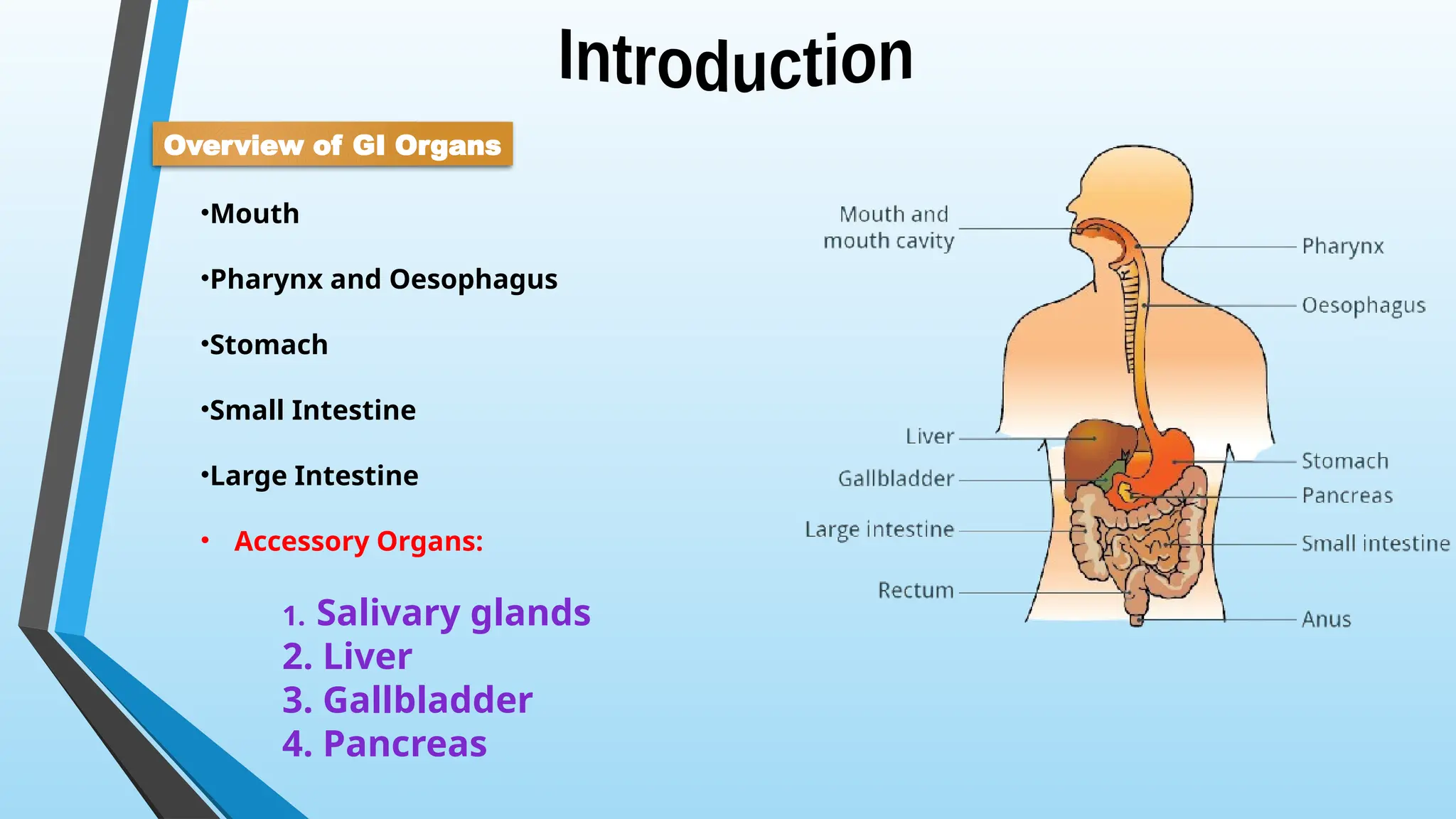 Functions of Gastrointestinal Organs (Physiology Presentation).pptx