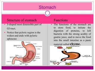 Functions of gastrointestinal tract | PPTX