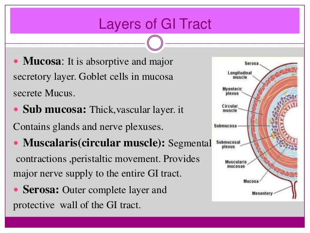 Functions of gastrointestinal tract