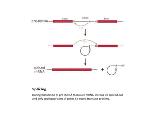 FUNCTIONS OF INTRONS.pptx